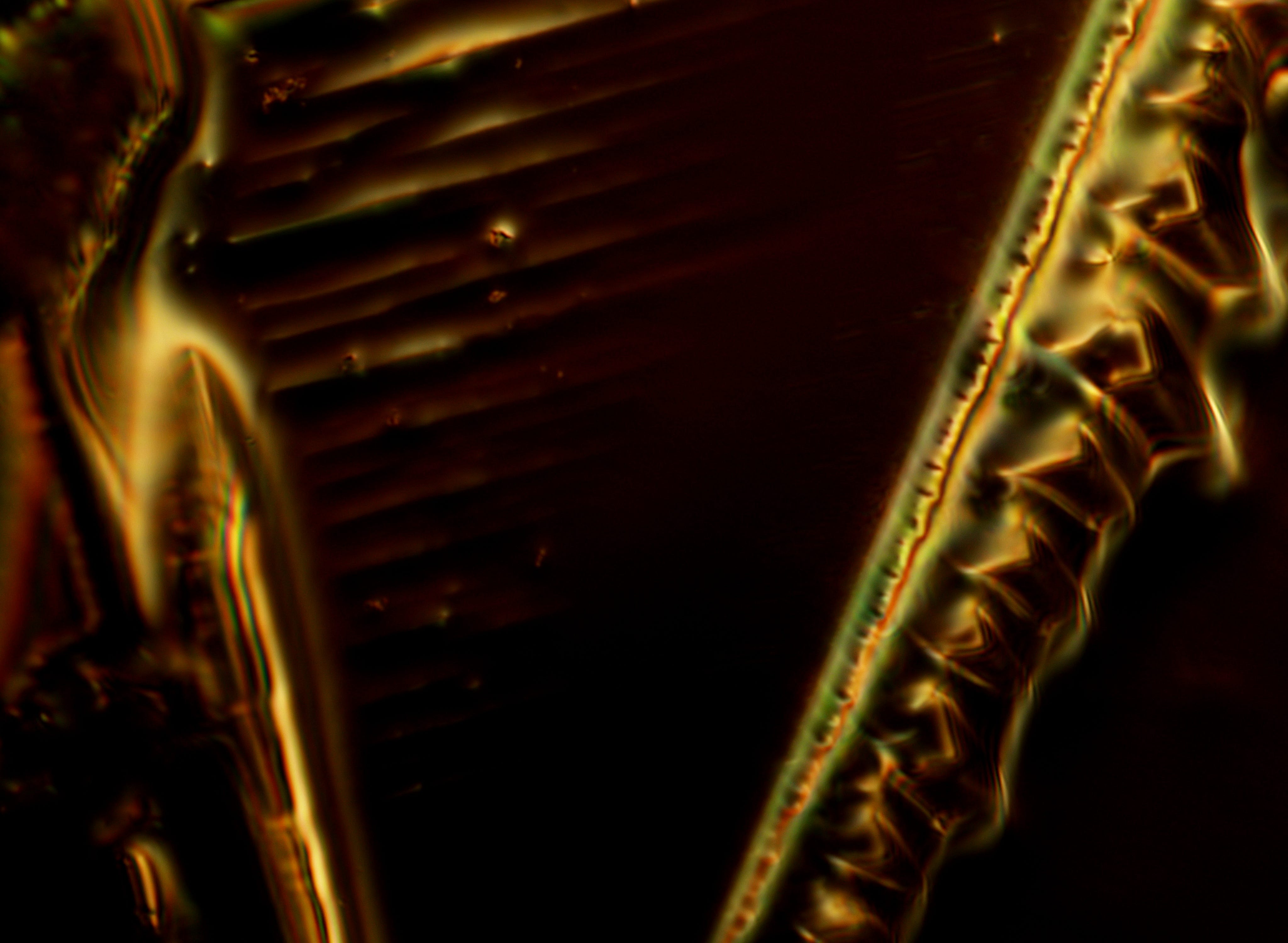 The secret beauty of microscope art - by Tom Melville