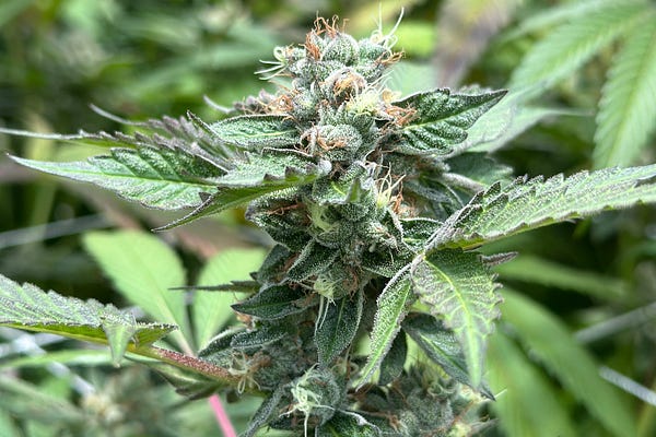 AusCannaReviews’s Substack | Christina Mc Mullan | Substack