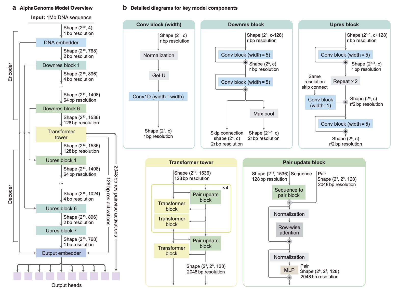 Genomic foundation models - by Melissa - bearably light