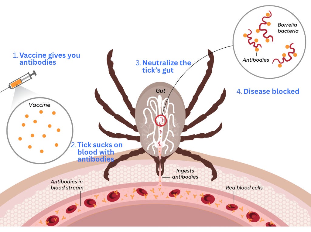 A new covid variant called Cicada, ticks and a new Lyme vaccine, common ...