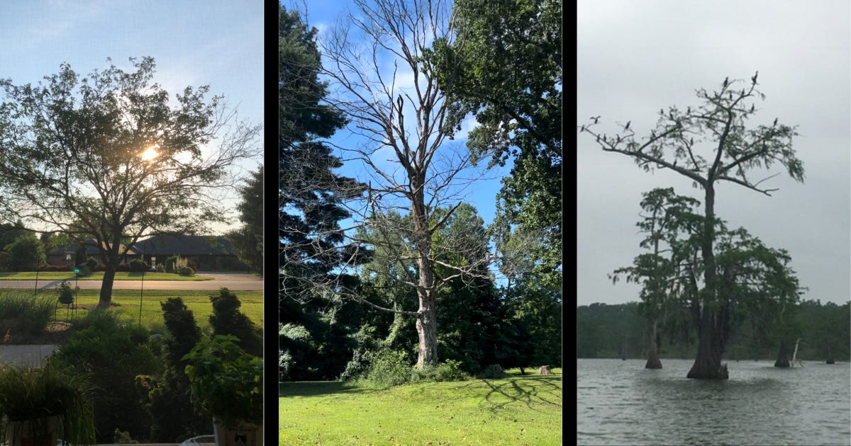 On Grief, Marcescence, and the Trees Uprooted at the White House