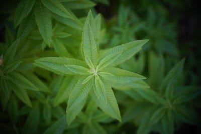 Lemon Verbena Speeds Muscle Recovery, Relieves Fatigue