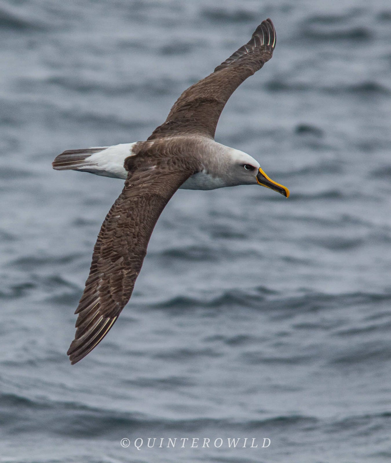 Los albatros: soberanos de los vientos y los océanos