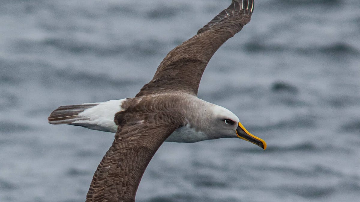 Los albatros: soberanos de los vientos y los océanos