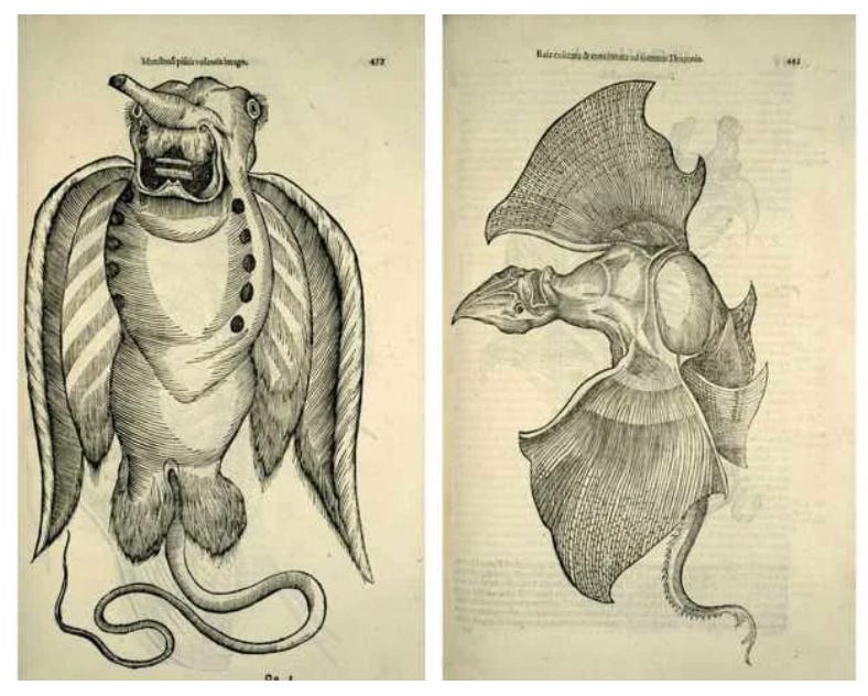 Jenny Haniver: The Bizarre Sea Creature Behind a Centuries-Old Maritime ...