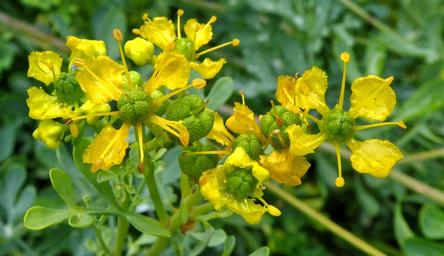 The Endocannabinoid System Explained: How Your Body Finds Balance