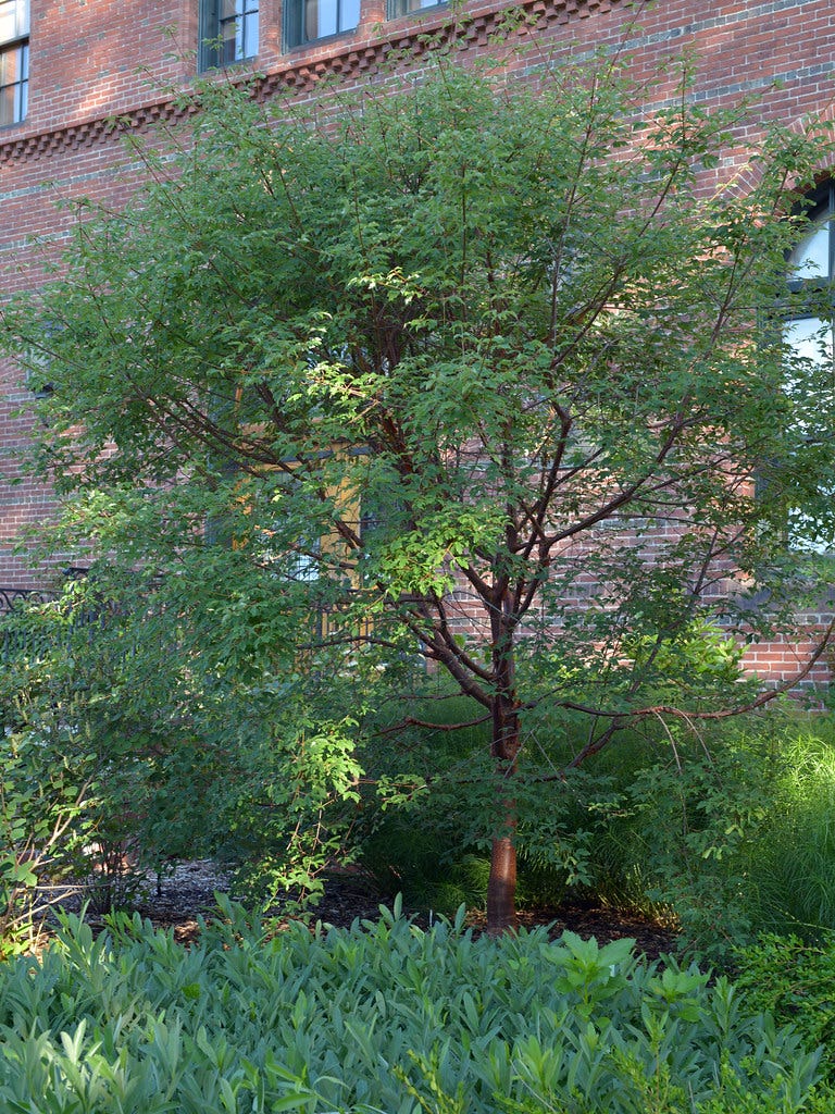 Planting Trees This Autumn - by Martin Cole