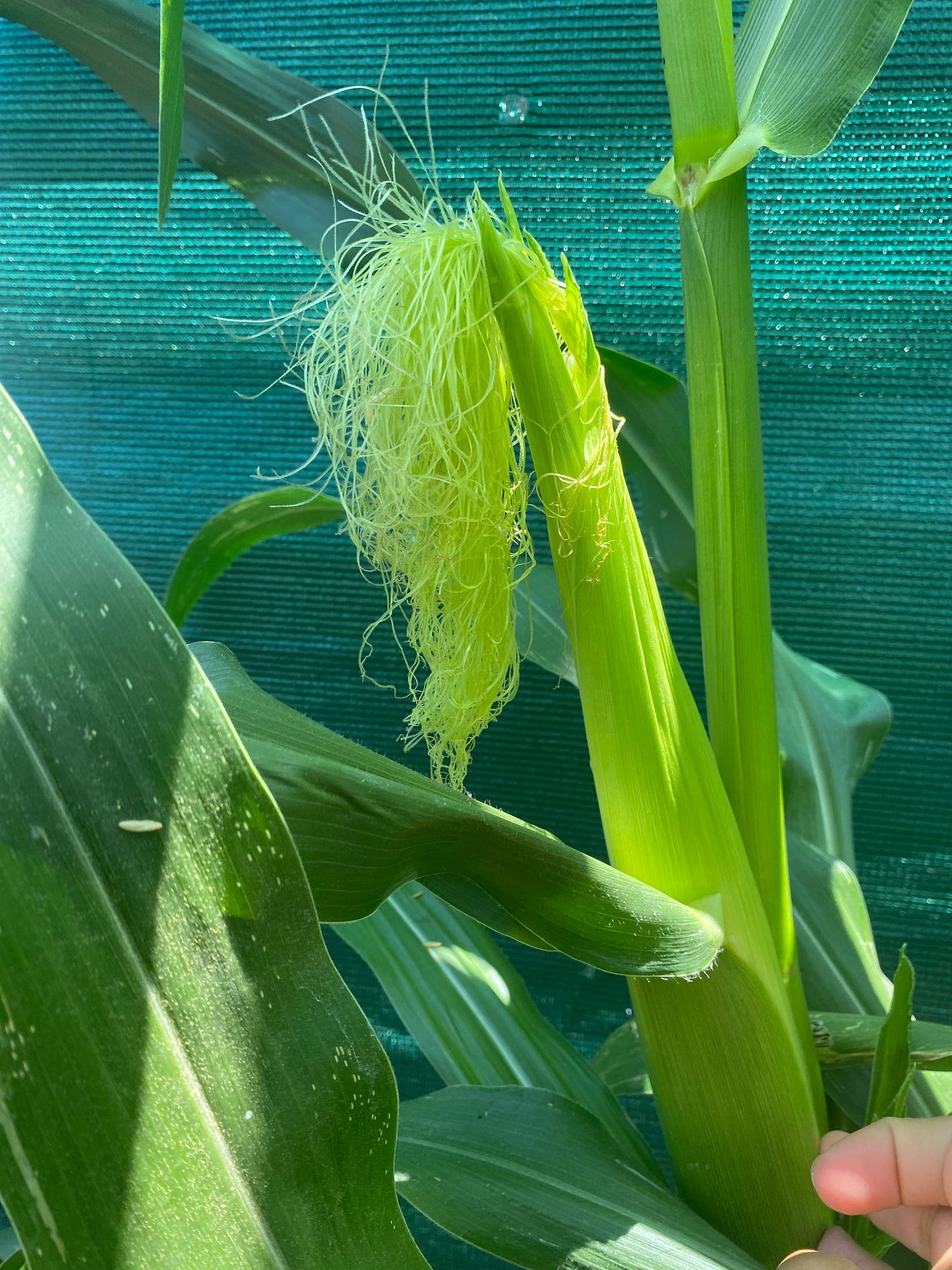 How I'm Growing Blue Corn - by Mina Nada - Source of Flavor