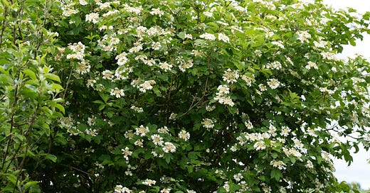 Wild Way: Gardening with Wildlife by Jack Wallington | Substack