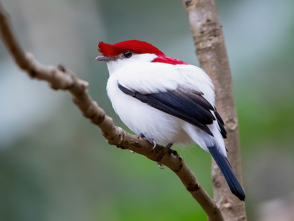Manakins — The Dancers of the Neotropical Forest
