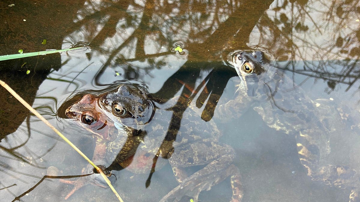 frog pond effect example
