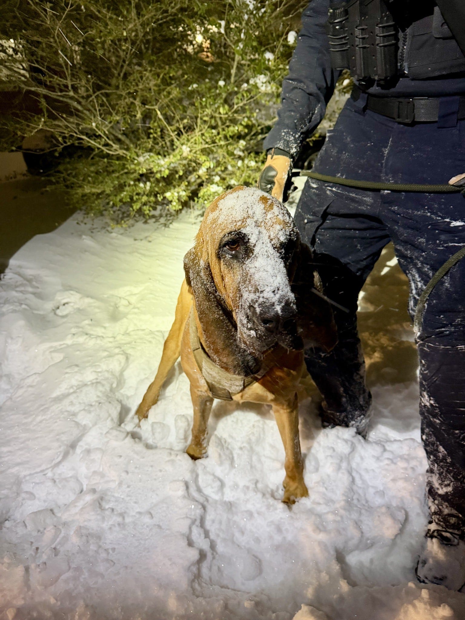 HERO BLOODHOUND SNIFFS OUT LOST BOY WANDERING IN BLINDING SNOW