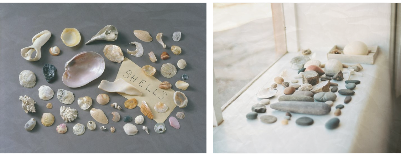 Were shells the artist's earliest muse? - by Elsie Morales