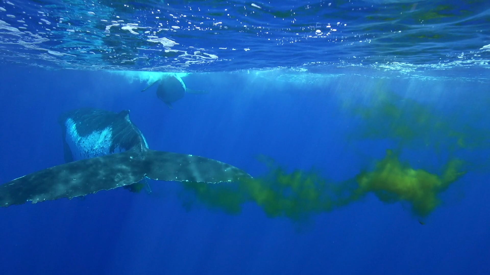 Everything you wanted to know about whale poo, but were afraid to ask