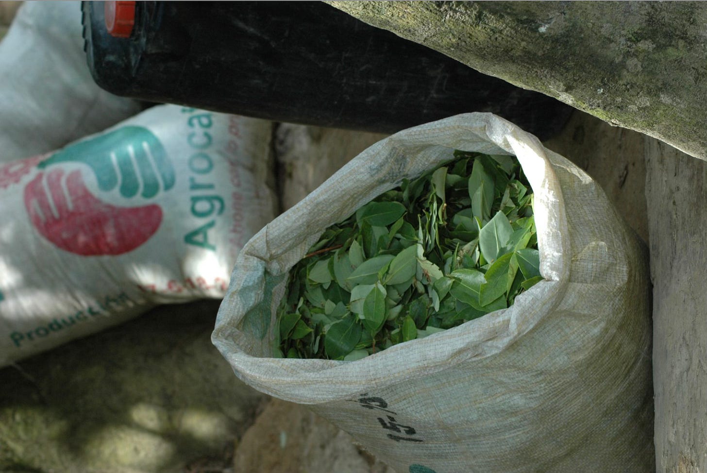 Venezuela 🪶 Petro On His Knees To Trump - TPQ