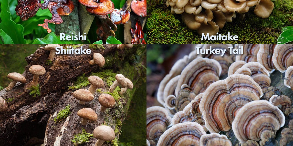 Medicinal Mushrooms, Part 3: The Therapeutic Potential of Reishi ...