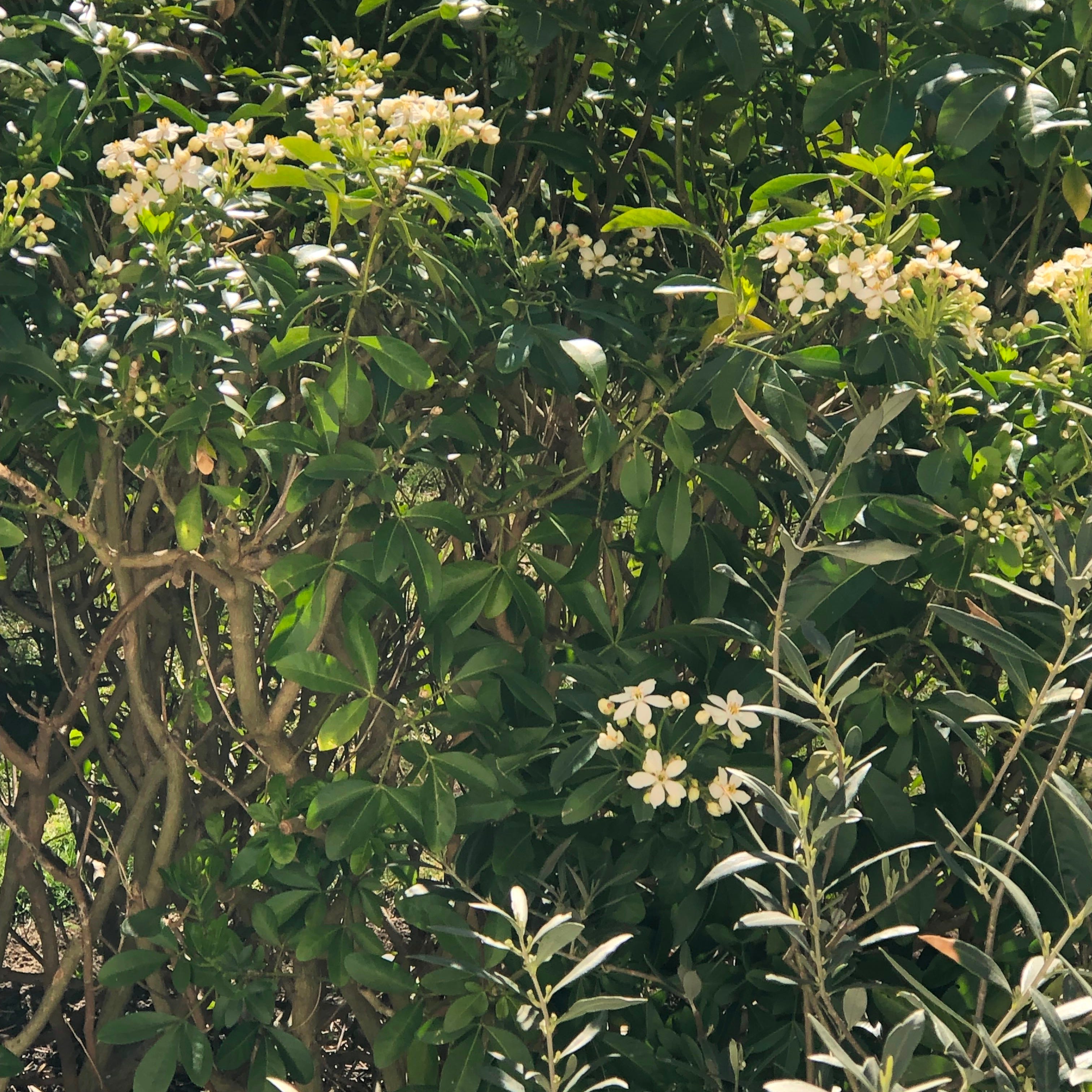 Catherine Oliver | Substack