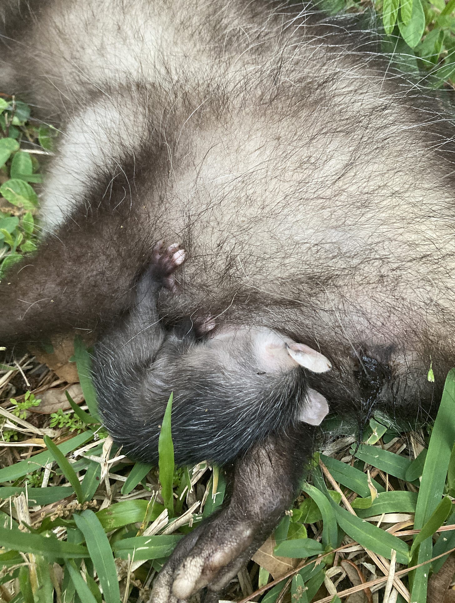 opossum pouch inside