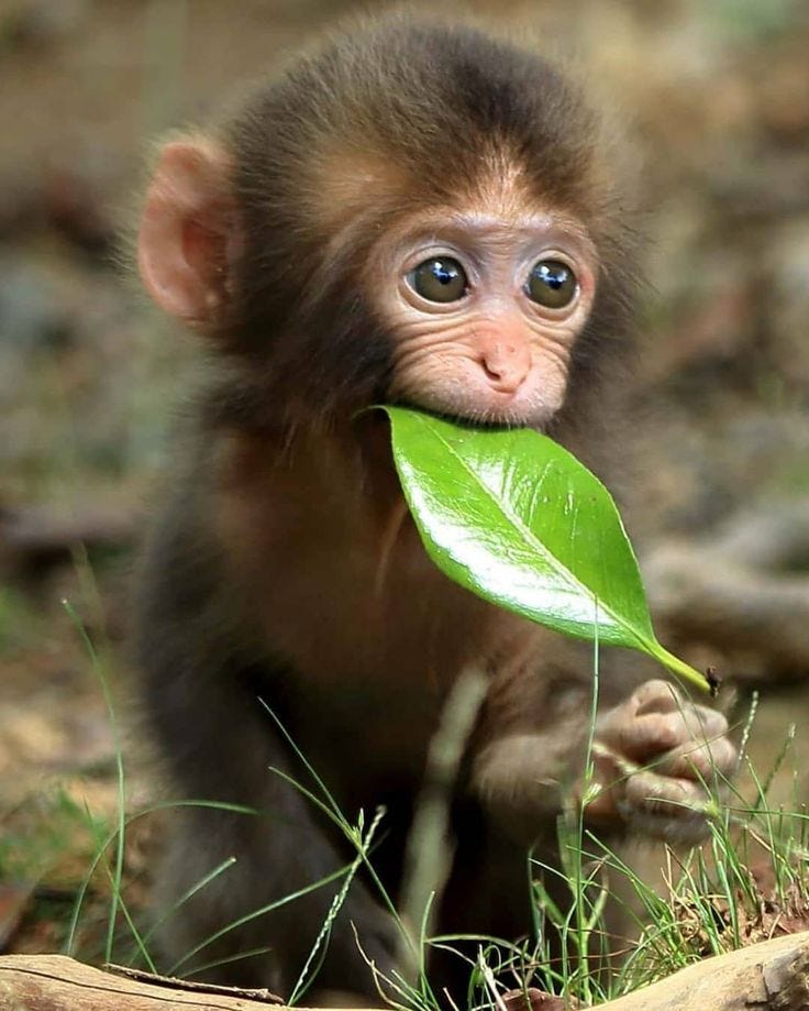 SS: Monkeys, Content & Apologies - by Rory Edwards