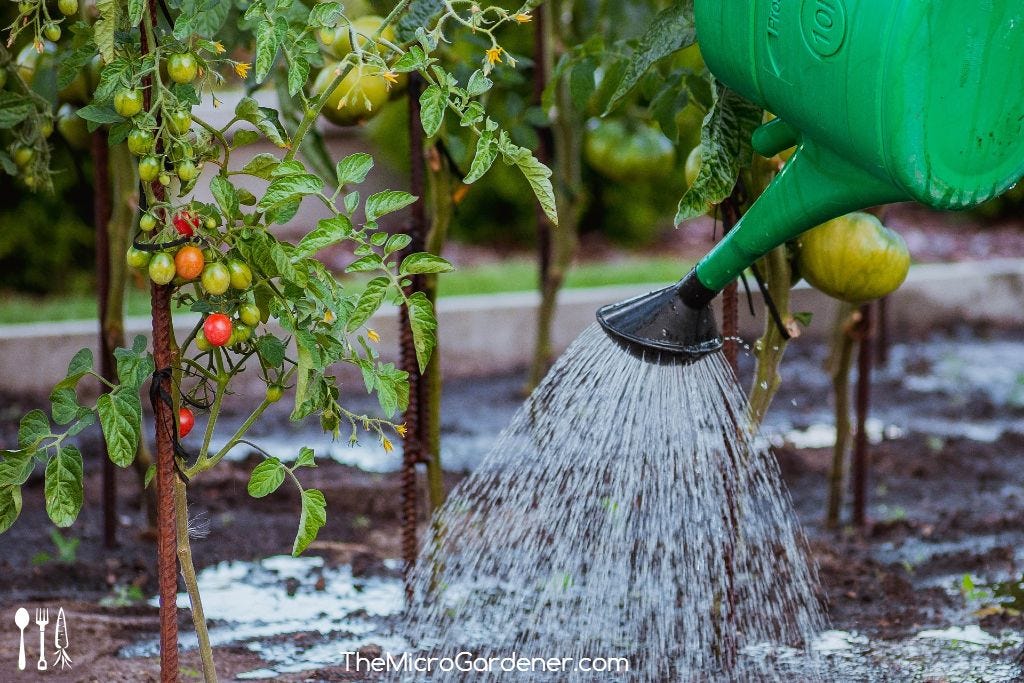 Easy Ways You Can Overcome Tomato Troubles