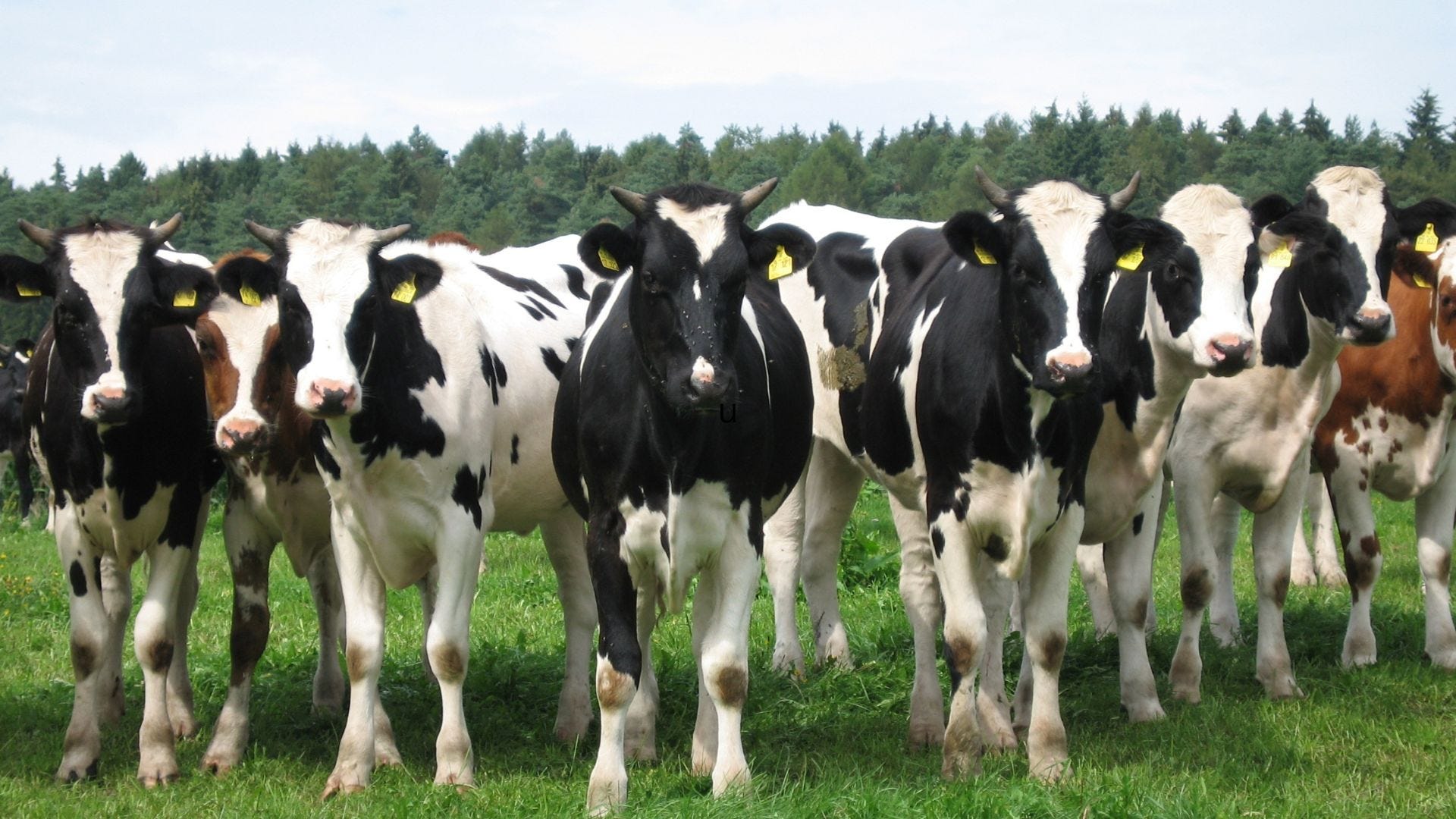 Should a vegan eat a pasture-raised cow?
