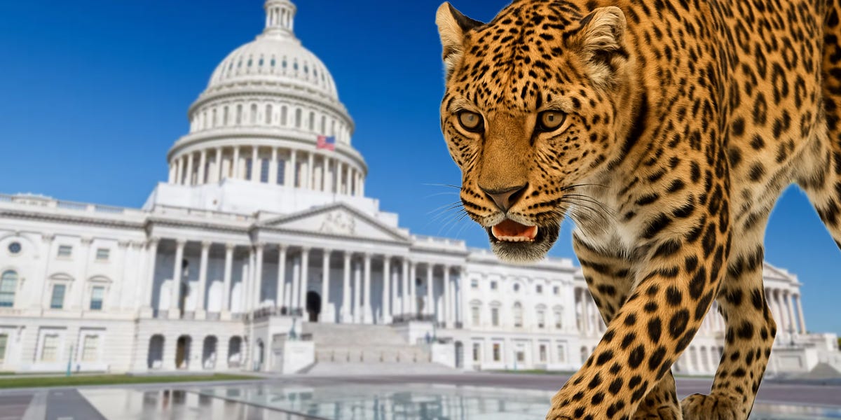 Leopard Eats Lisa Murkowski's Face - by Samuel Wynn Warde