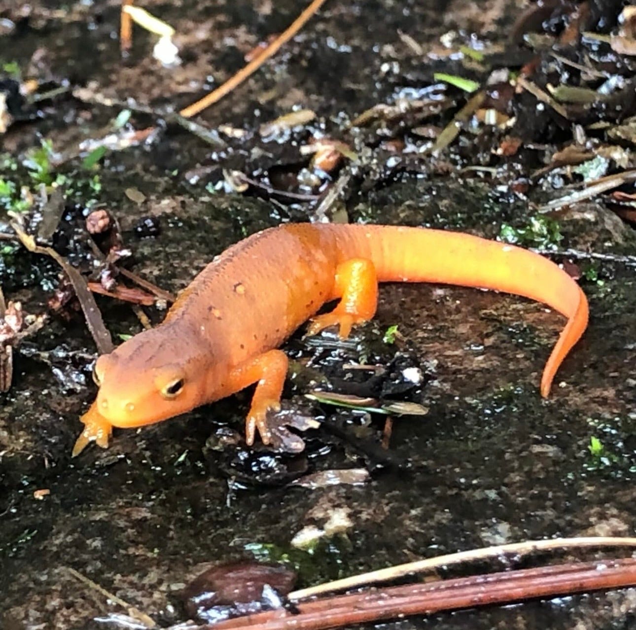 On God(s) and Lizard Tails - by Joshua R. Paszkiewicz