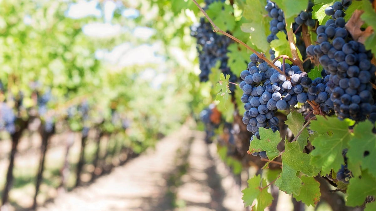 Chambourcin: A Rising Star in American Vineyards