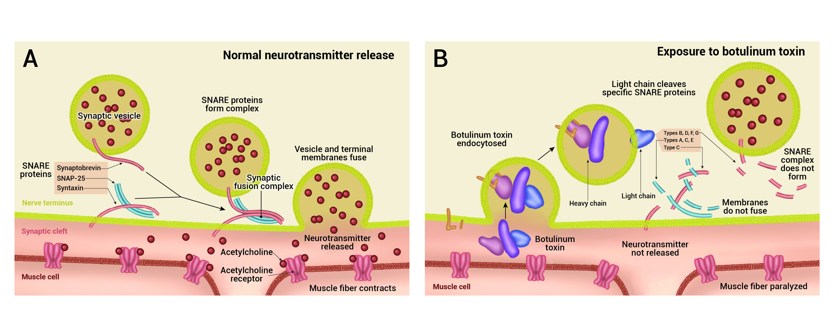 The appeal to nature fallacy is the false belief that "natural" is better