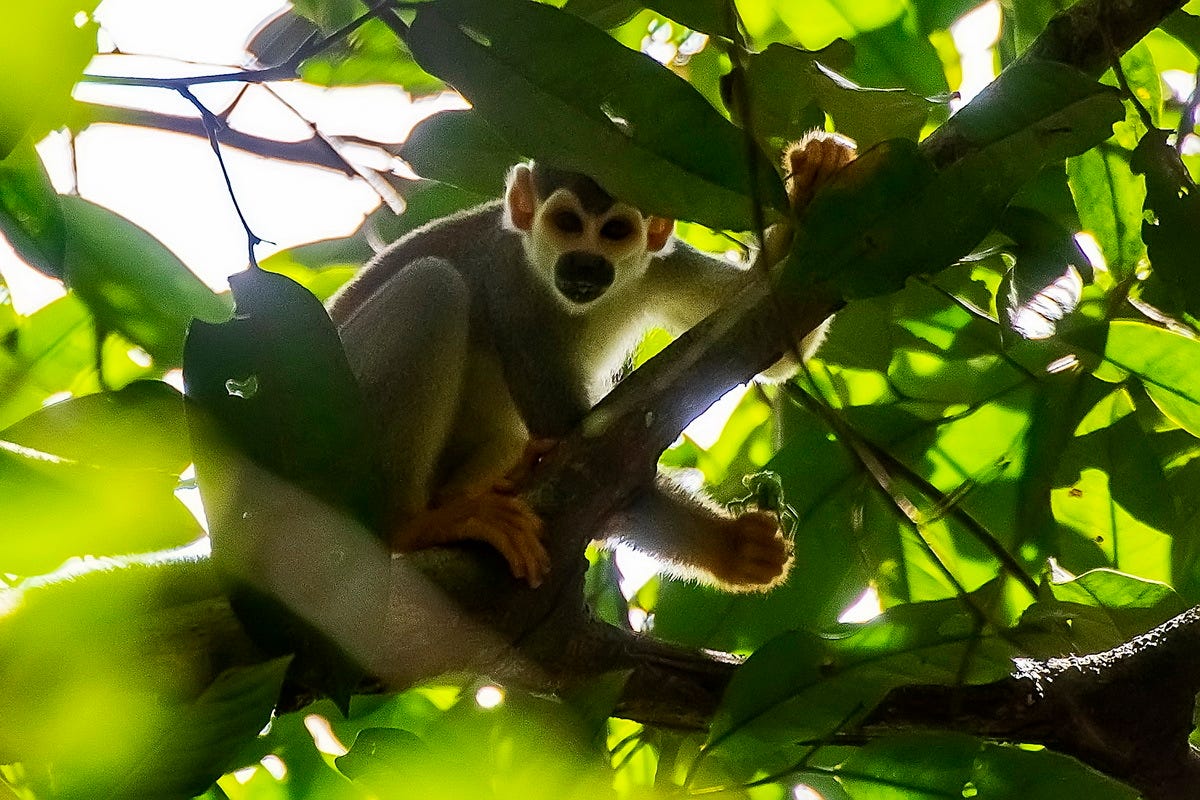 World Rainforest Day: Deforestation must be nearly halved to meet 2030 ...