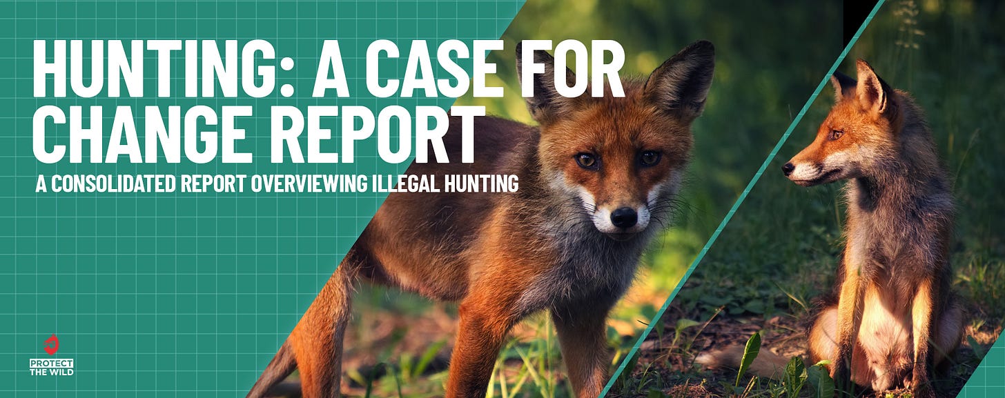 Thousands of foxes still being chased or killed