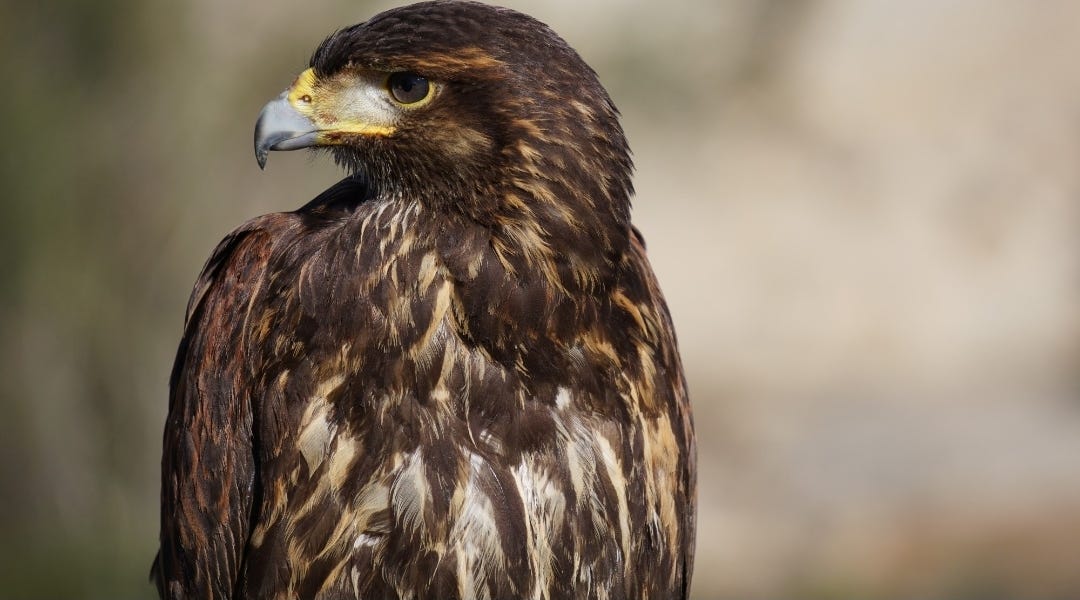 Mother Hawk - Rhymes For Humanity by Jen Reich