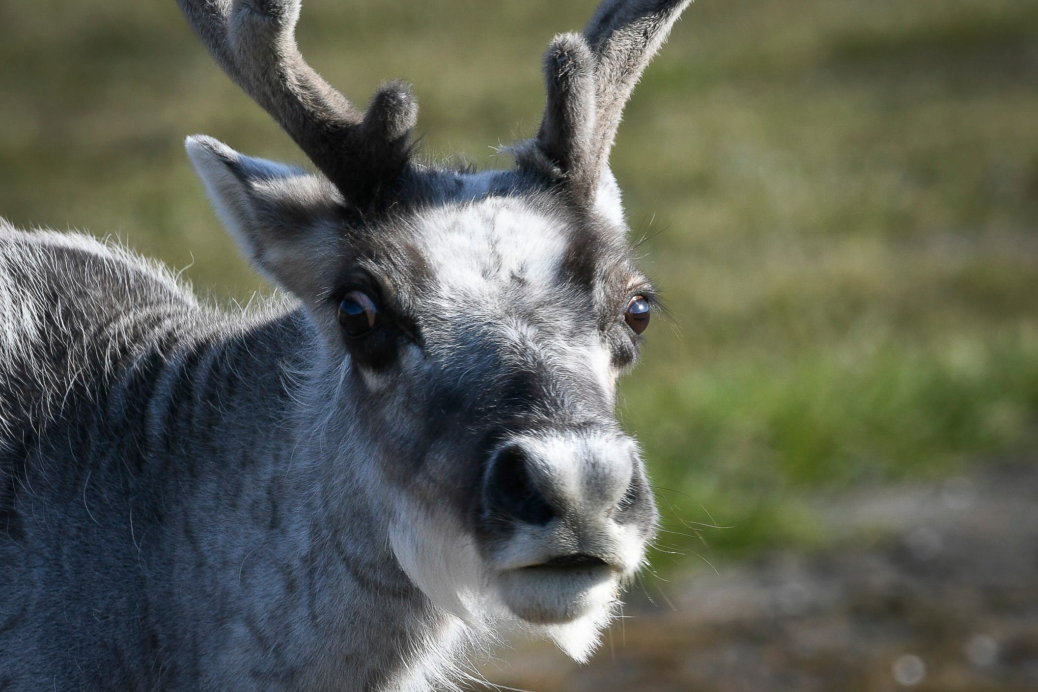 Reindeer Games: The Real Story of Santa's Helpers