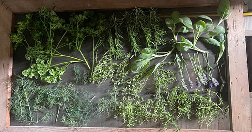 Emma Shaye | Substack