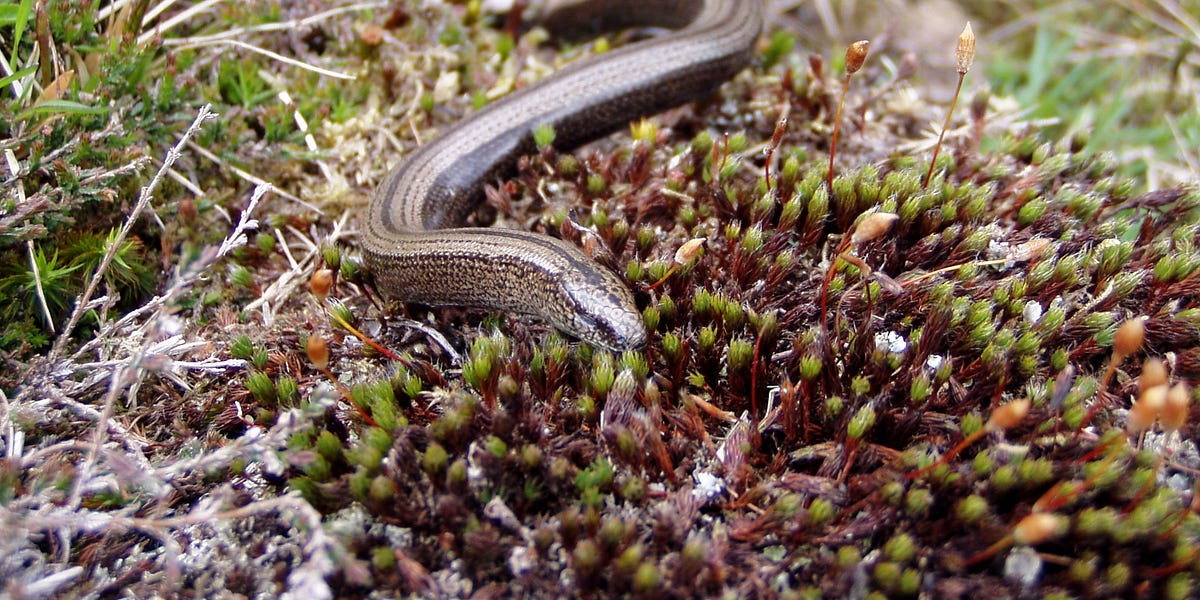 slow worm bite