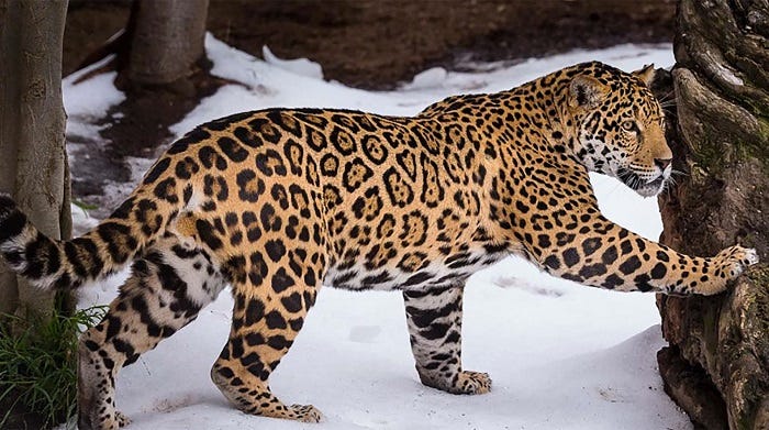 How Can Jaguar Symbolism Enhance Inner Vision?