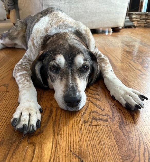 Remembering Storm-Ready Stella: She was paws ahead of all the TV ...