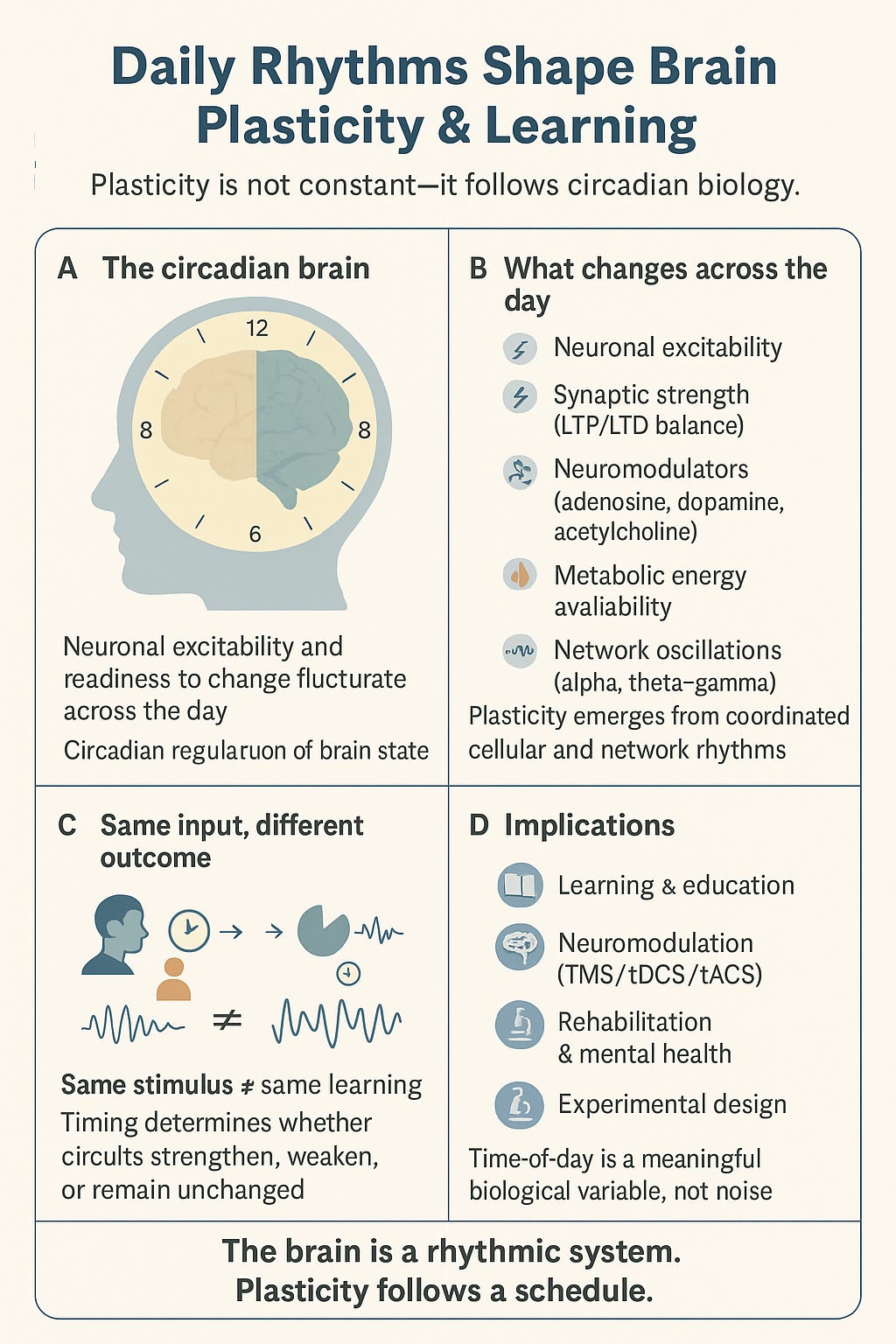 Daily Rhythms Influence Brain Plasticity and Learning