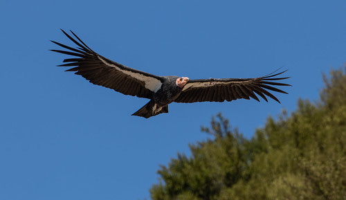 condor bird