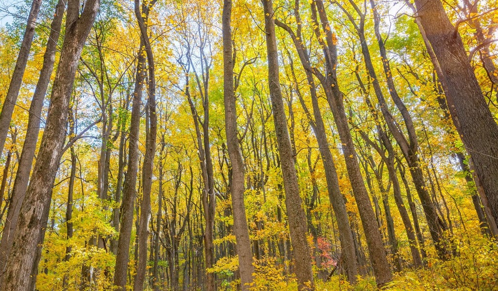 Epistemic Leadership - Toni’s Substack