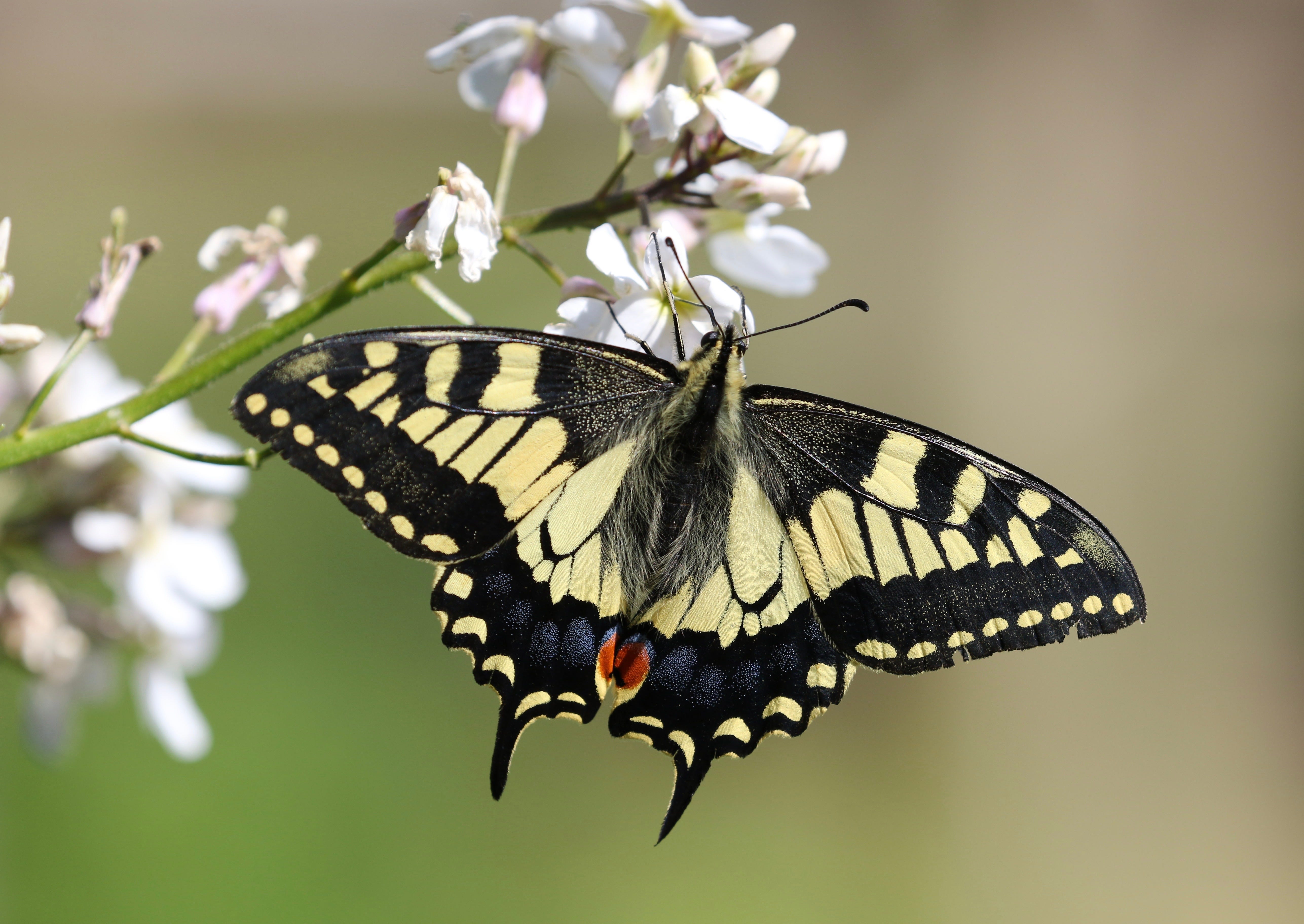 The Beauty of Butterflies - by Frank Gardner