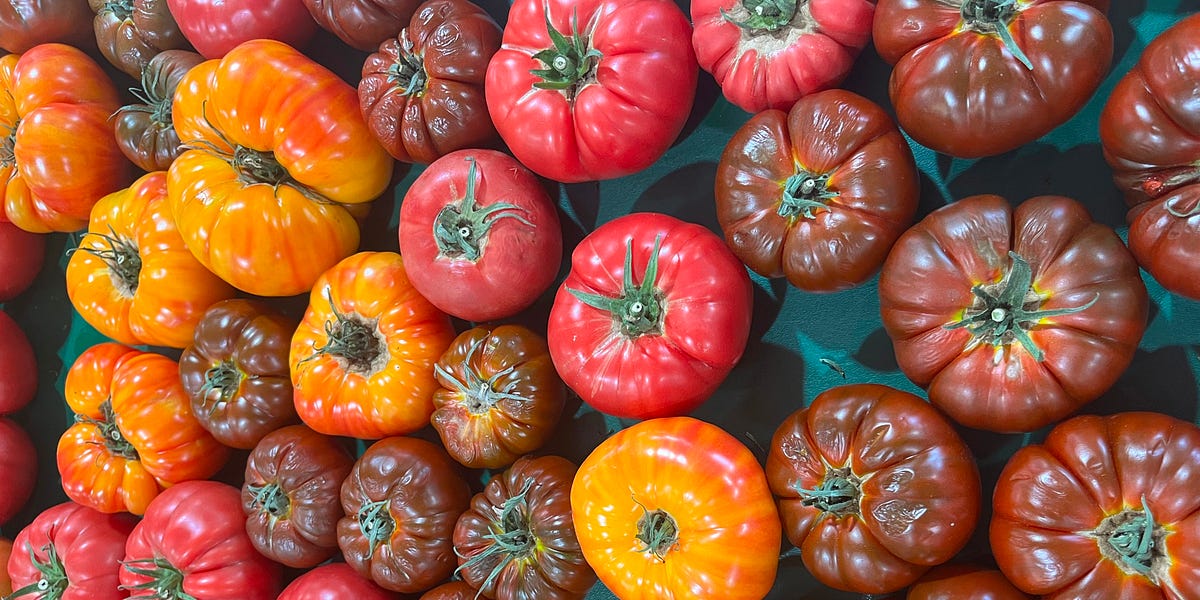 [book dump] summer 2025 - Erin’s Substack