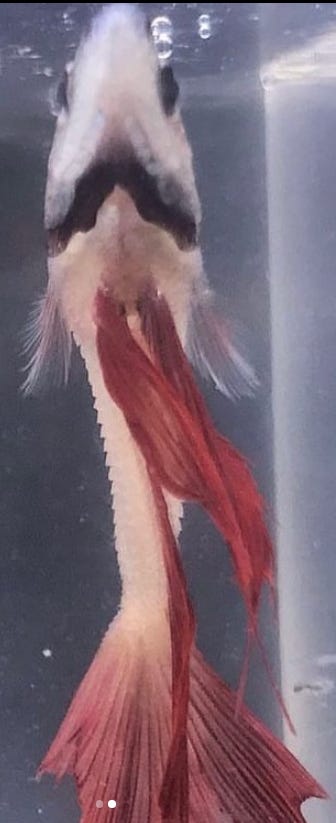 Treating Dropsy in Bettas - by Jessie Lynn Billington