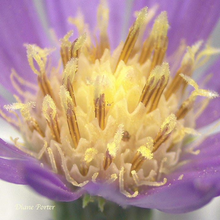 smooth blue aster germination