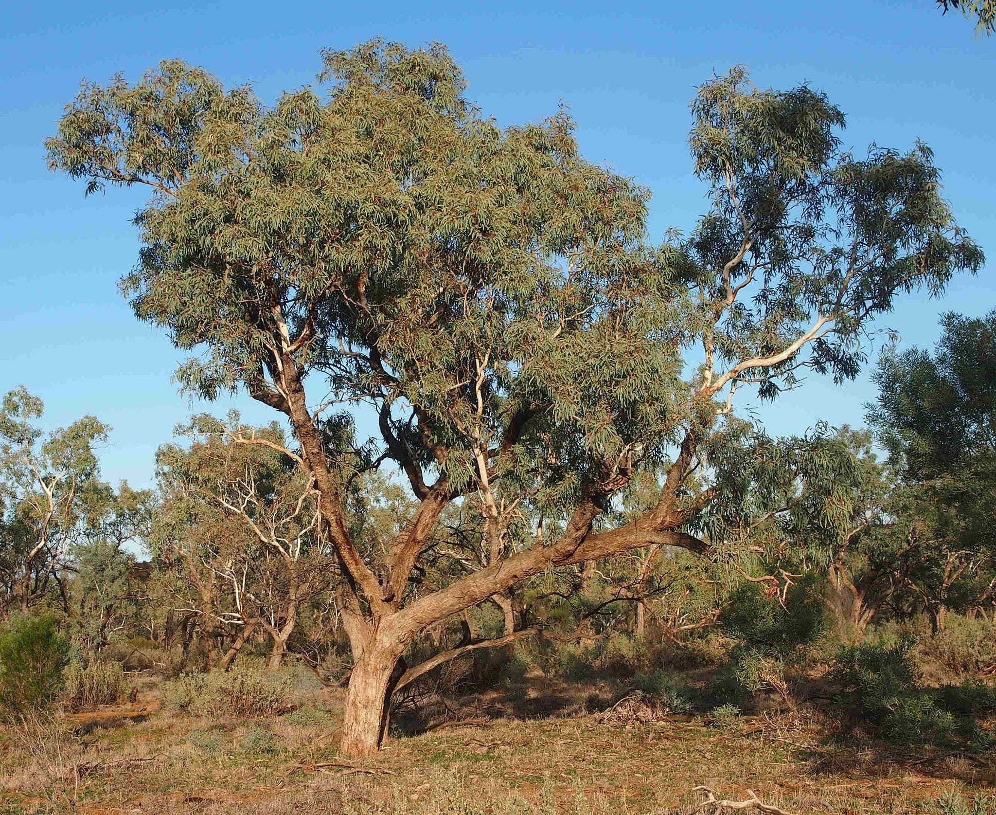 Word to the Wise: Australian Origins - by Kate