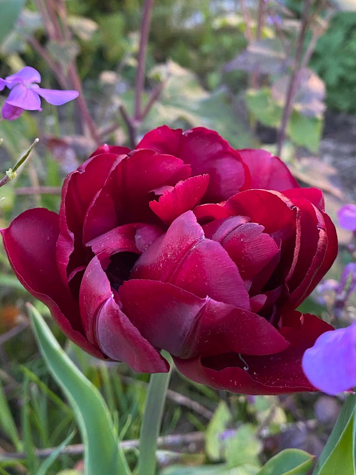 tulip pot combinations