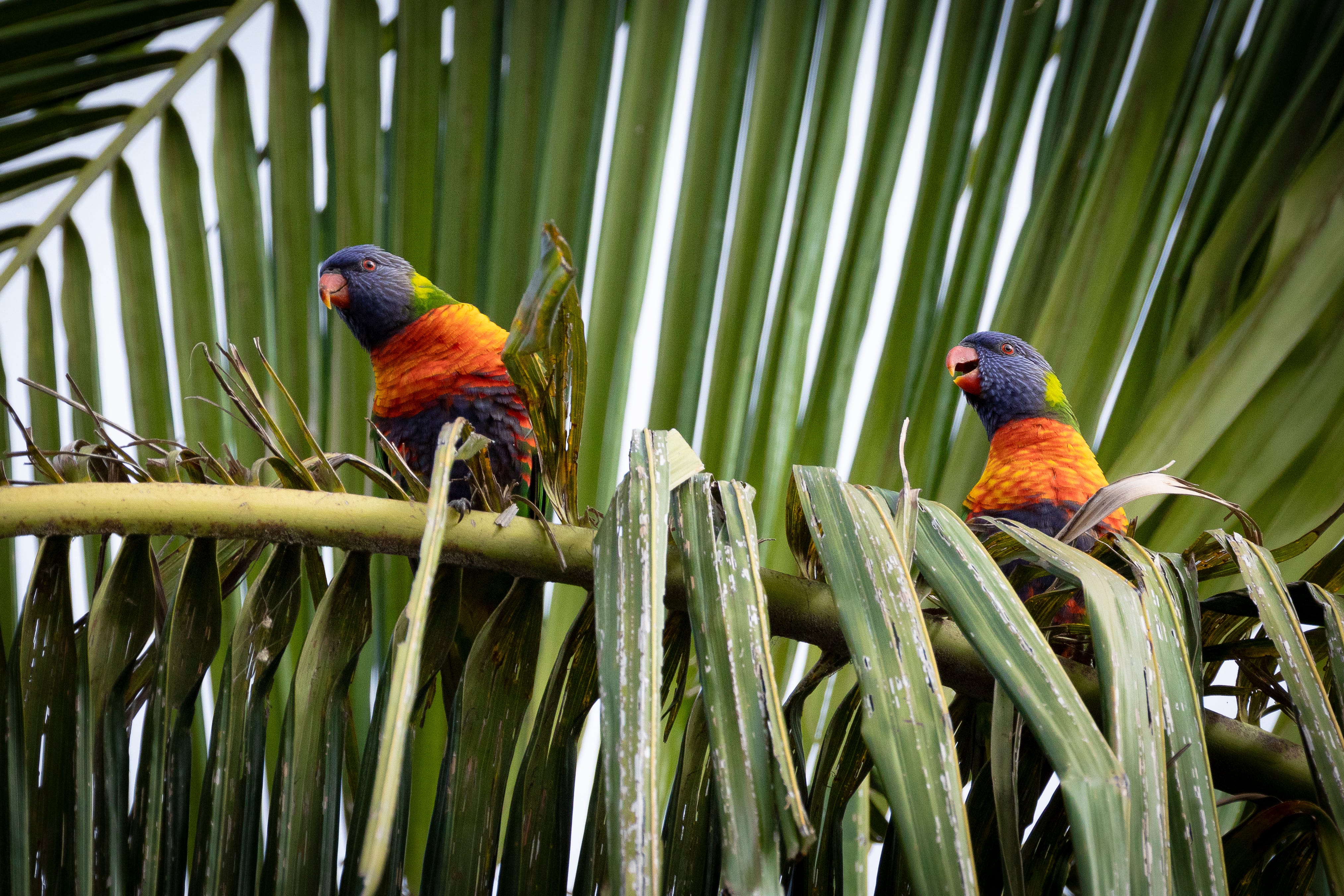 The Sky-Living Parrots of Australia - by Karen Povey
