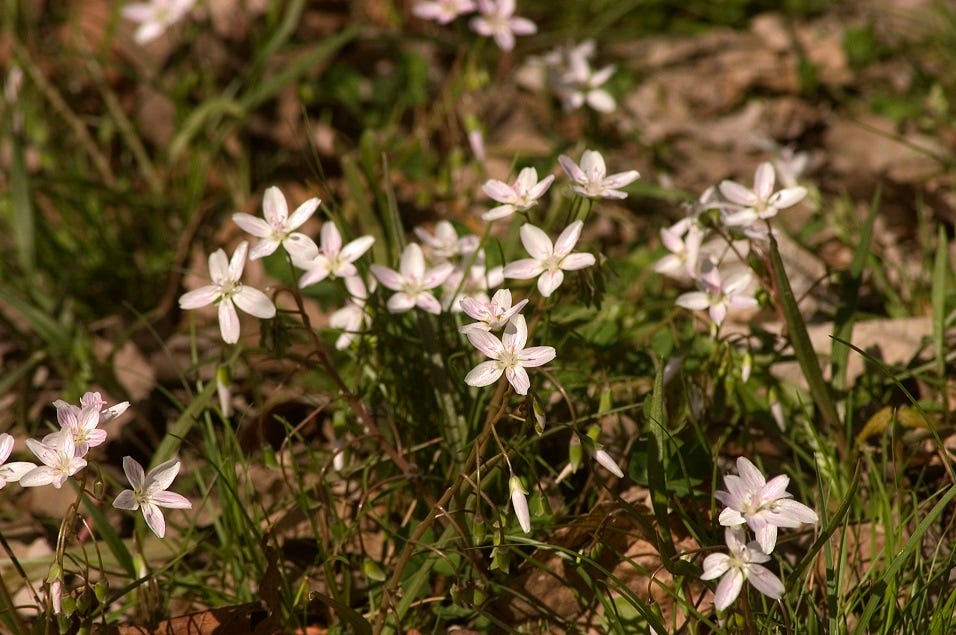 Incredible Wild Fairy Potatoes - by Texas Arcane