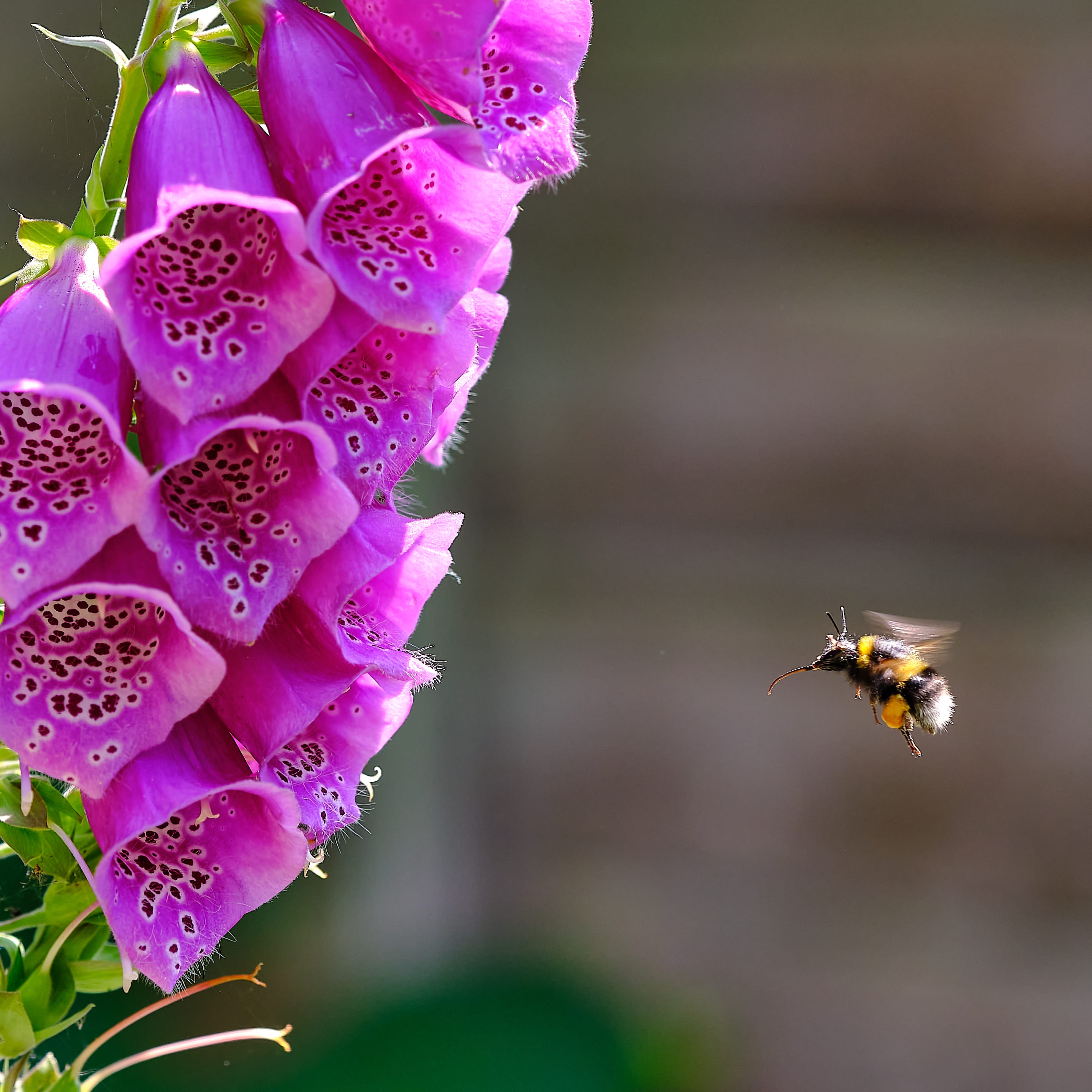 IMPORTANT new campaign - by Hugh Warwick - Hugh’s Substack