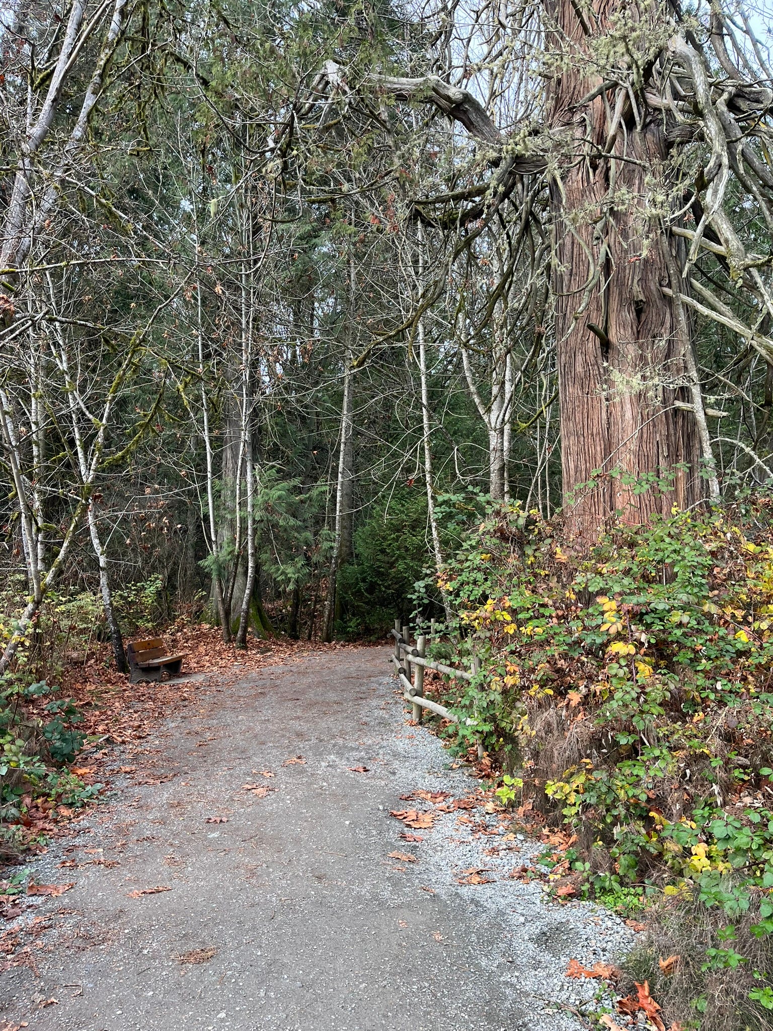 Goldstream Salmon or Highway Medians? - by Robin Jenkinson